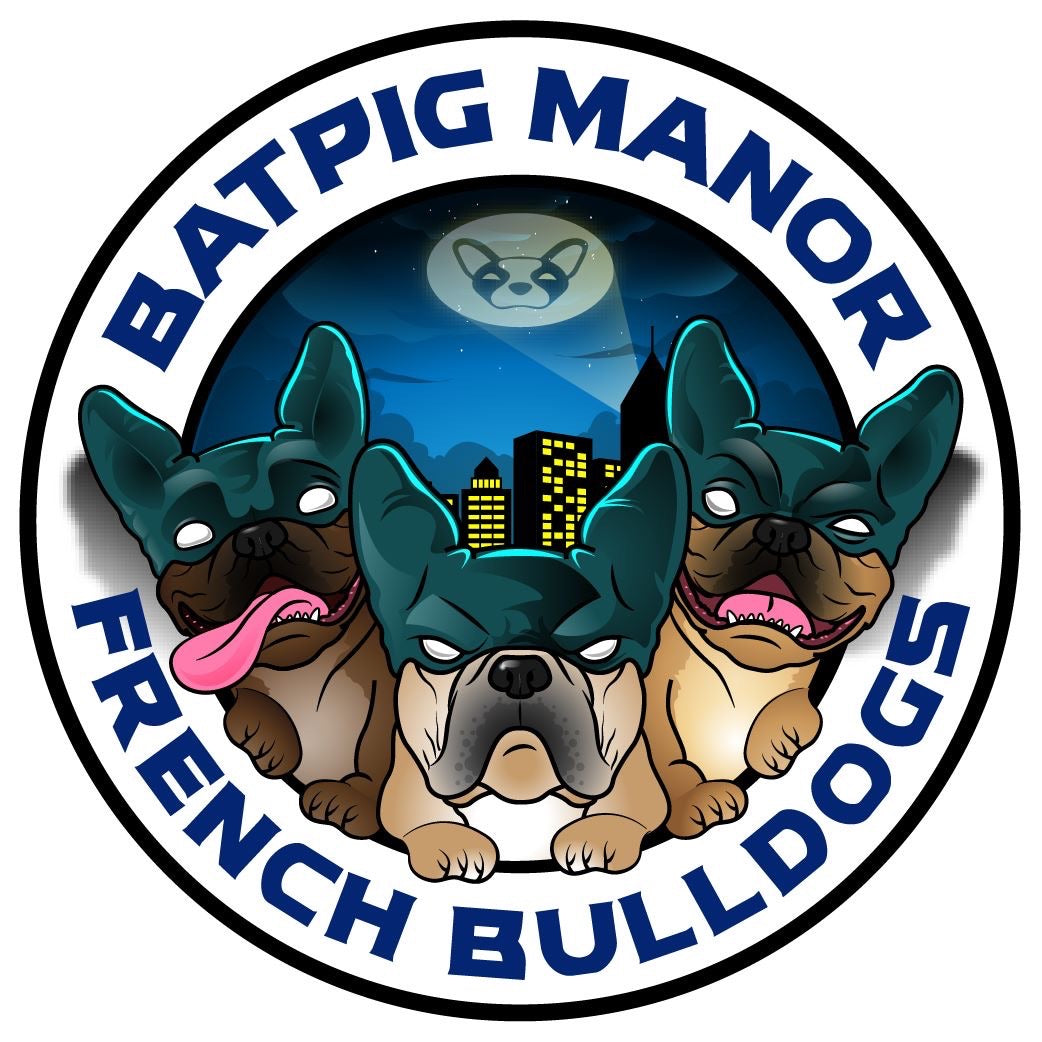 Available Puppies – BatPig Manor French Bulldogs